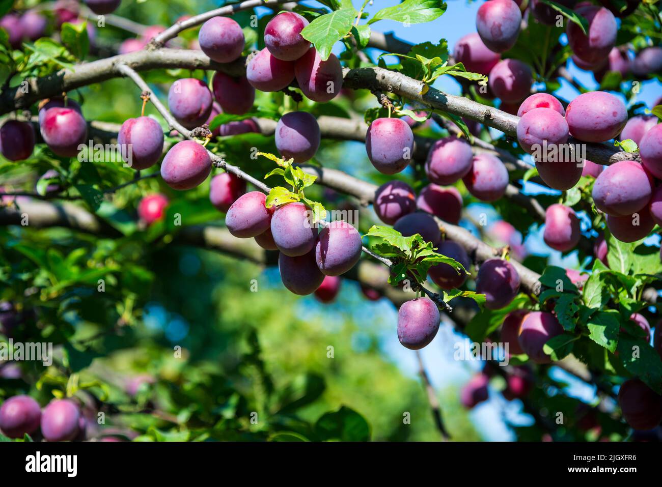 Ripe plums on a tree branch in the orchard. Organic farm or home garden ...