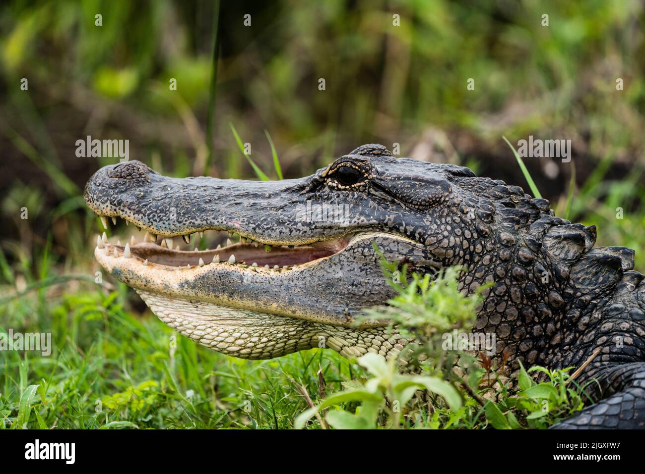 A hungry crocodile lying on the ground in the zoo Stock Photo - Alamy