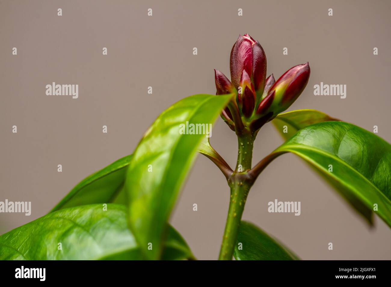 Climbing oleander plant flower that has purple petals, green leaves ...