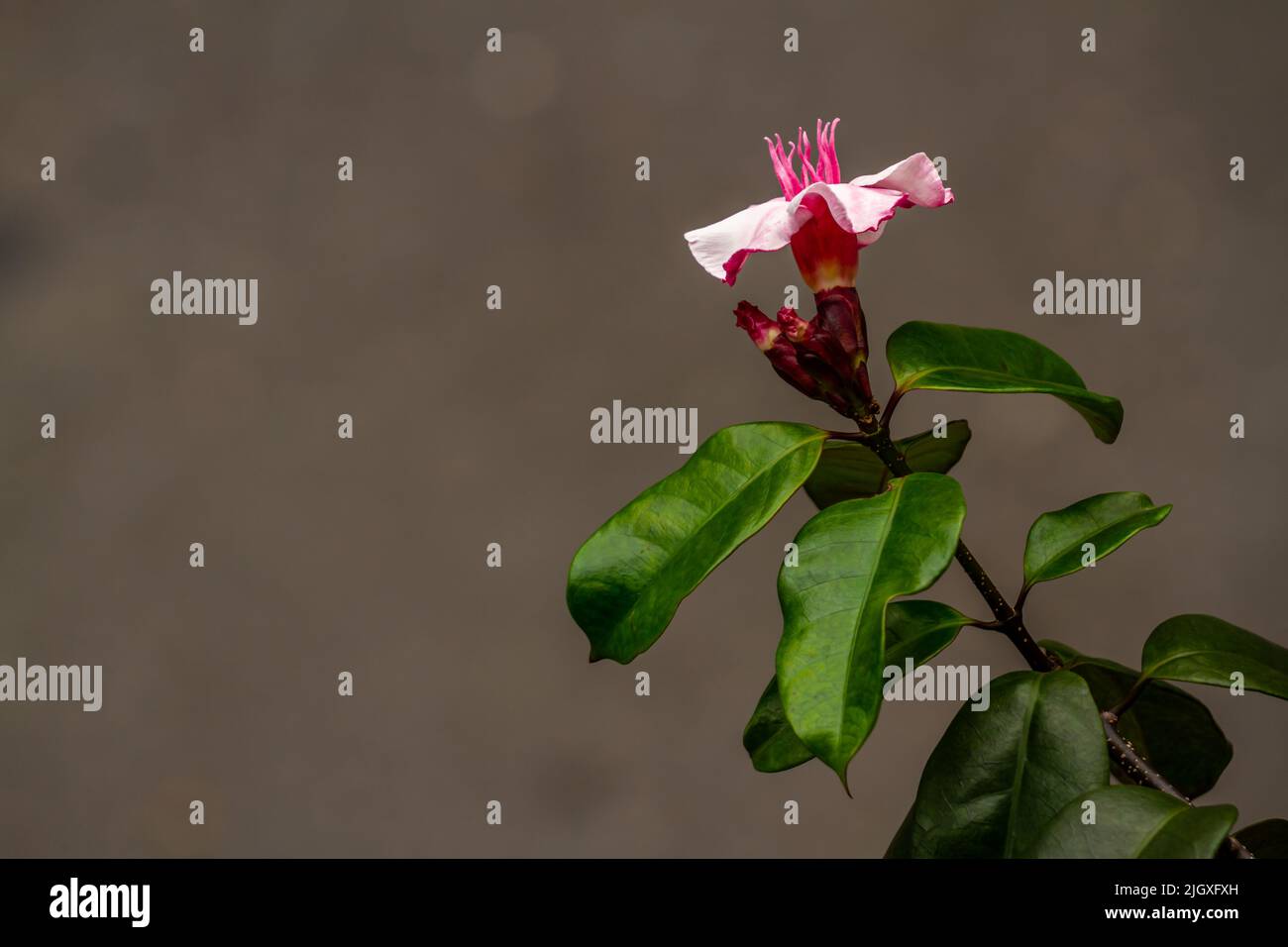 Climbing oleander plant flower that has purple petals, green leaves ...