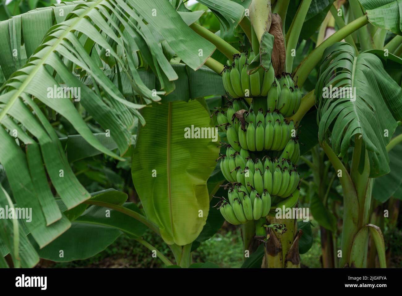 Inspiring When Are Bananas In Season Gallery