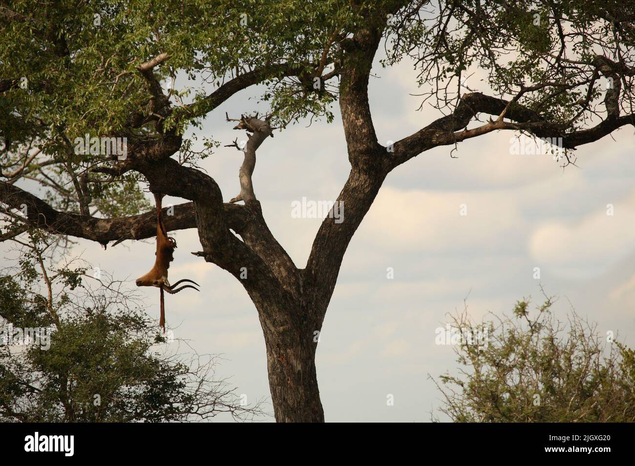 Leopardenbeute im Baum / Leopard kill in tree / Panthera pardus Stock ...