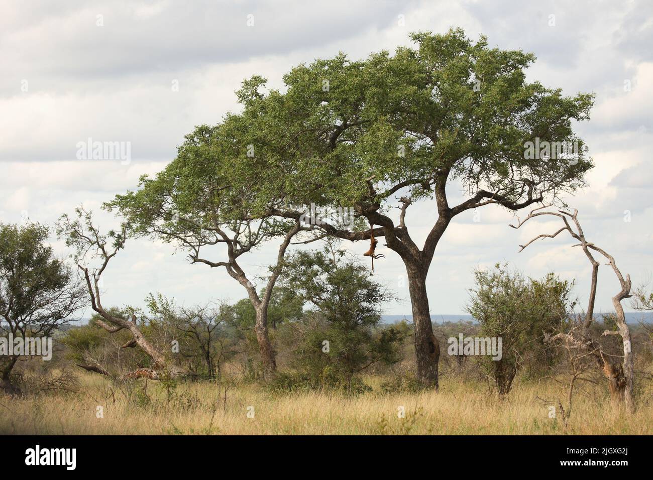 Leopardenbeute im Baum / Leopard kill in tree / Panthera pardus Stock ...