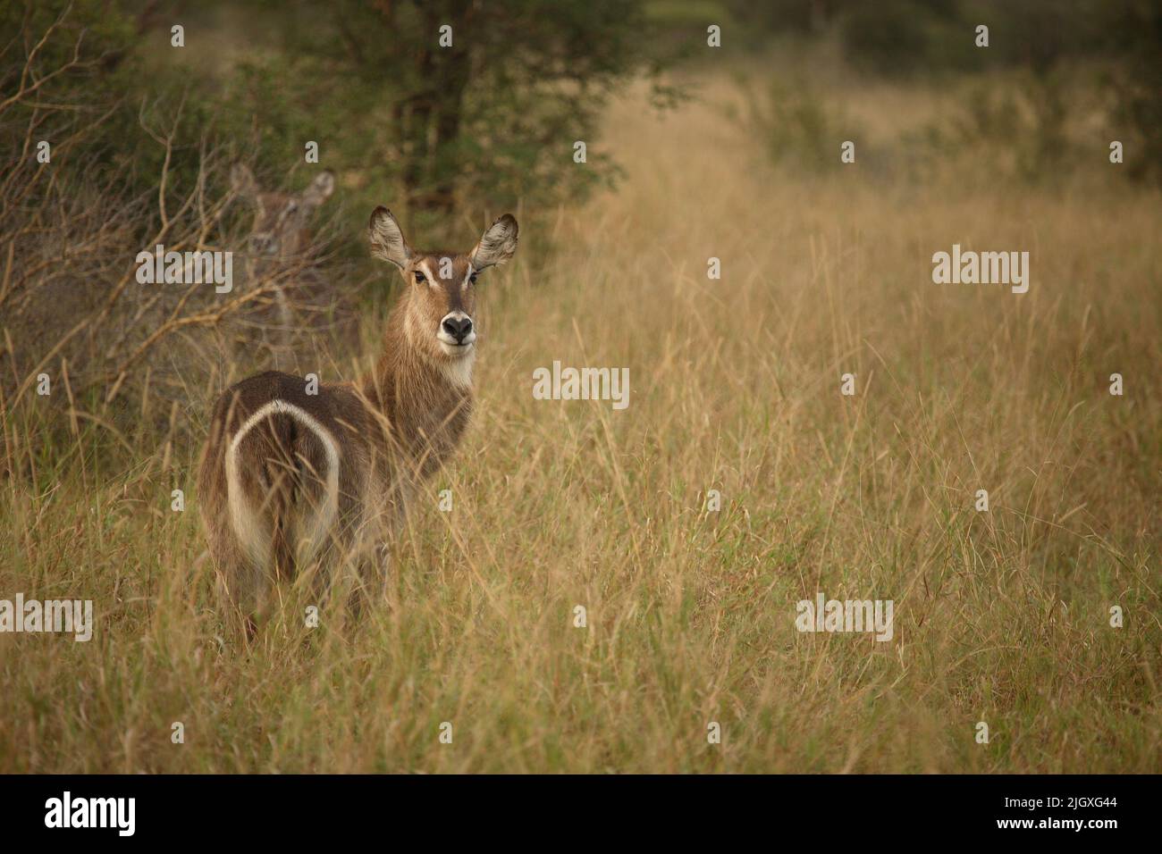 Wasserbock afrika hi-res stock photography and images - Alamy