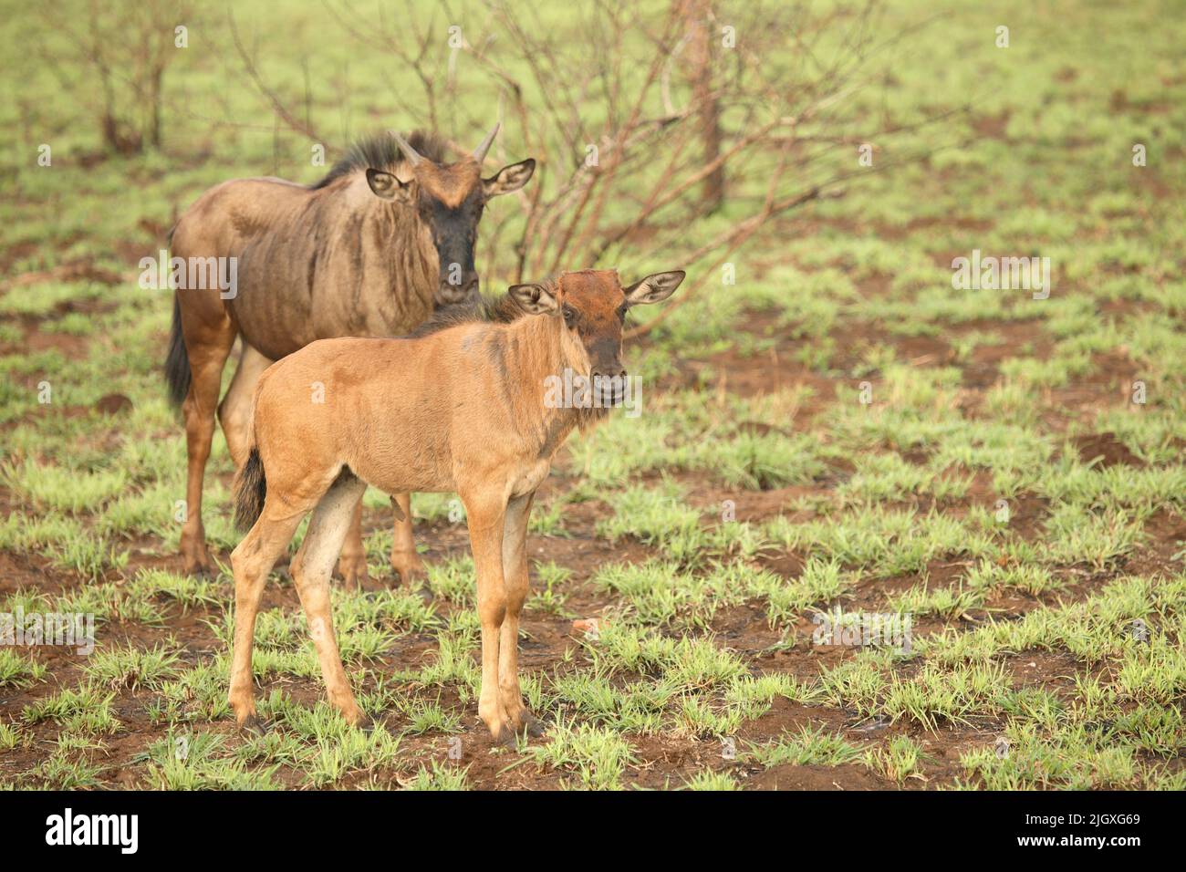 Streifengnu / Blue Wildebeest / Connochaetes taurinus Stock Photo - Alamy