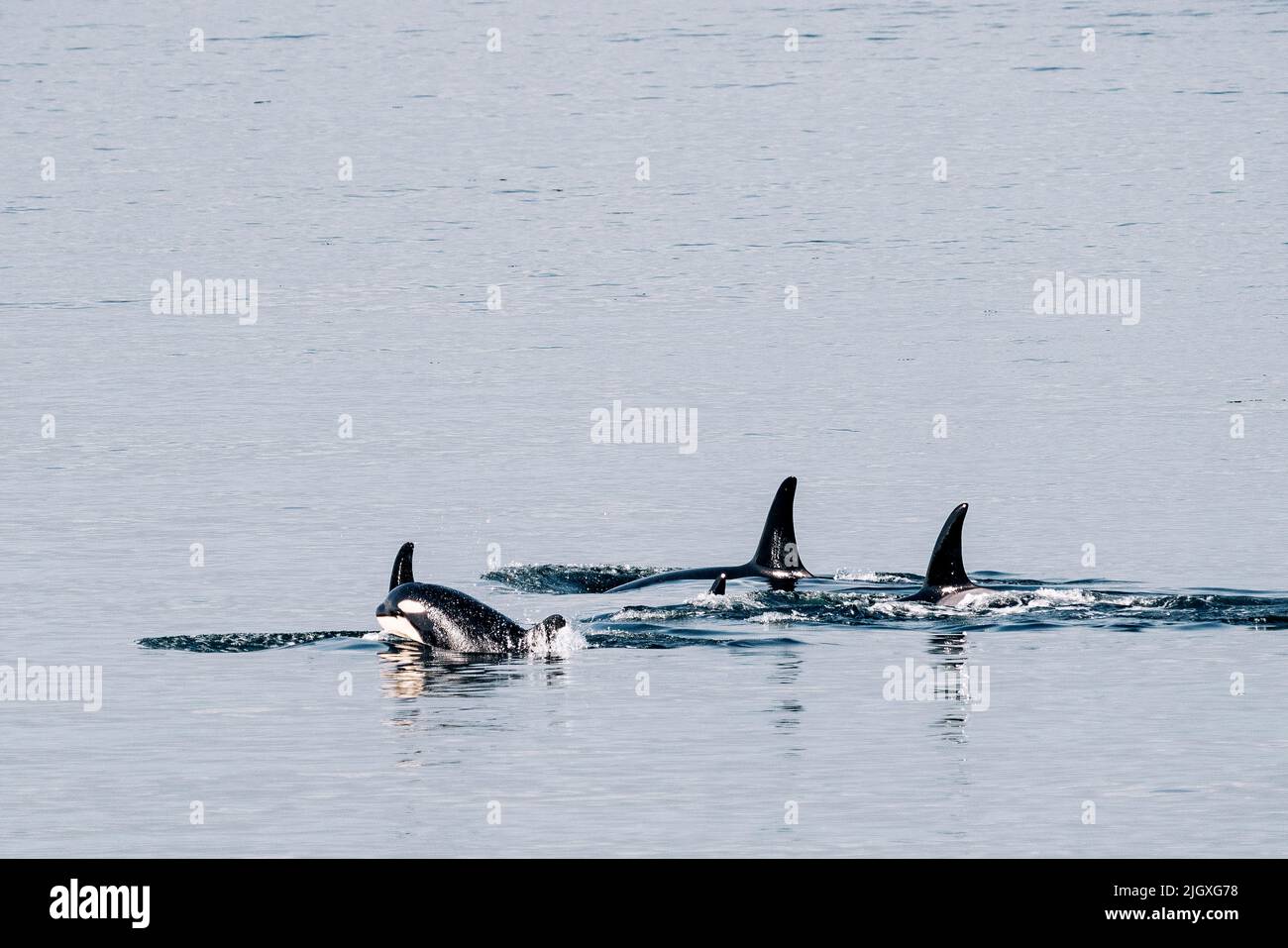 Orca island san juan hi-res stock photography and images - Alamy