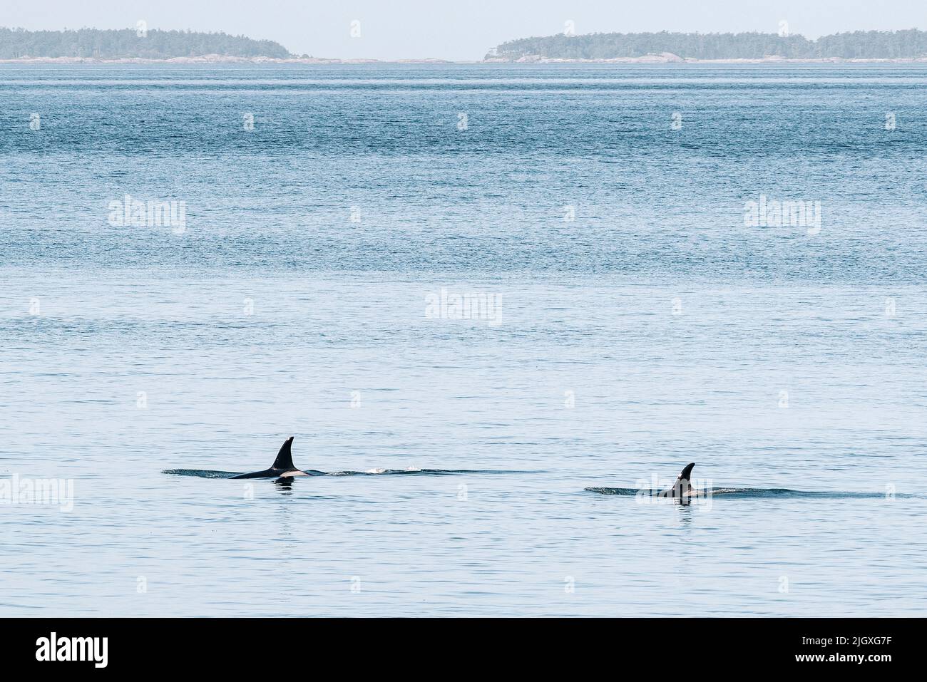 Endangered Southern Resident Killer Whales J37 and J46 Stock Photo - Alamy