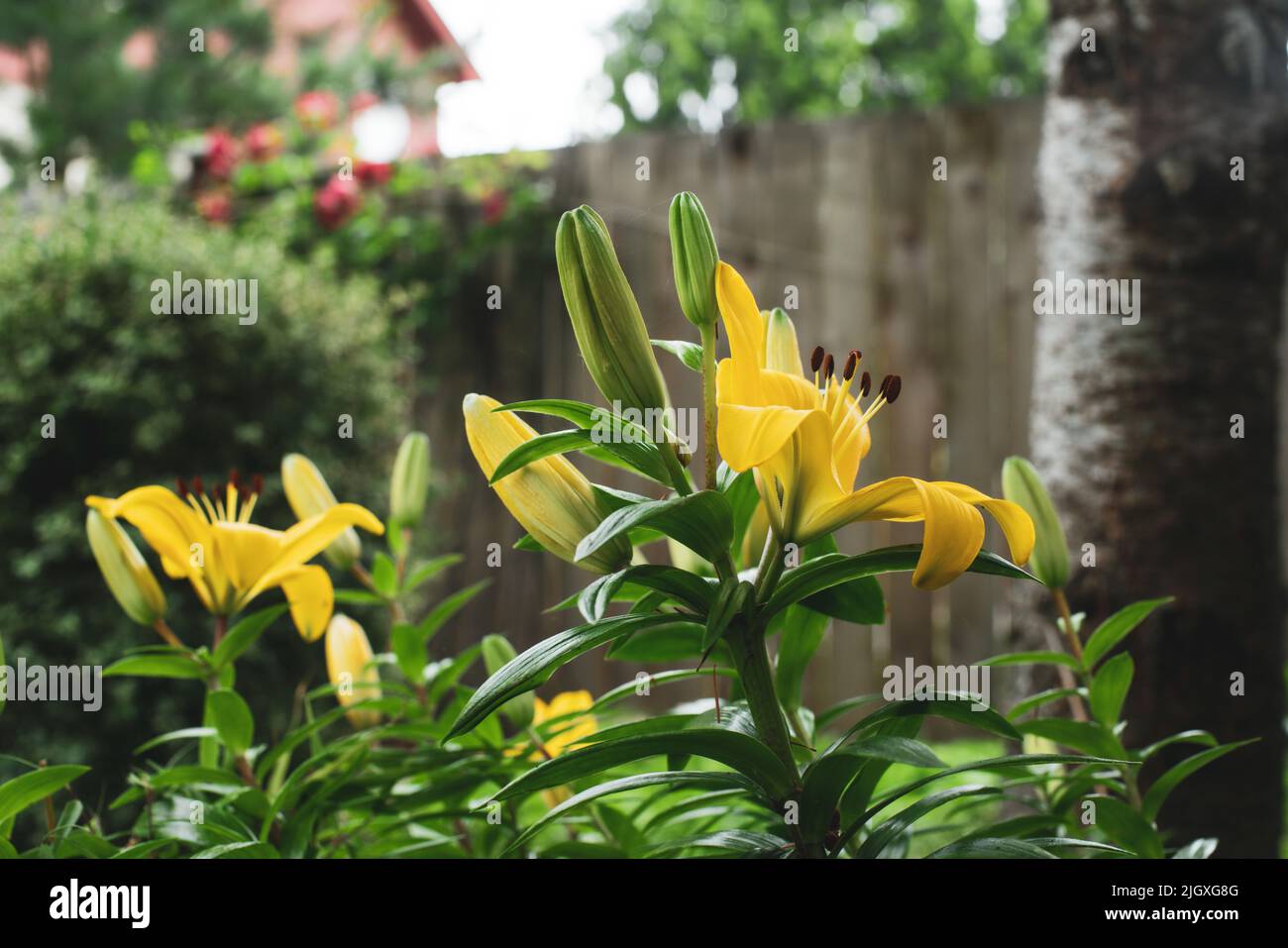 Blooming phases hi-res stock photography and images - Alamy