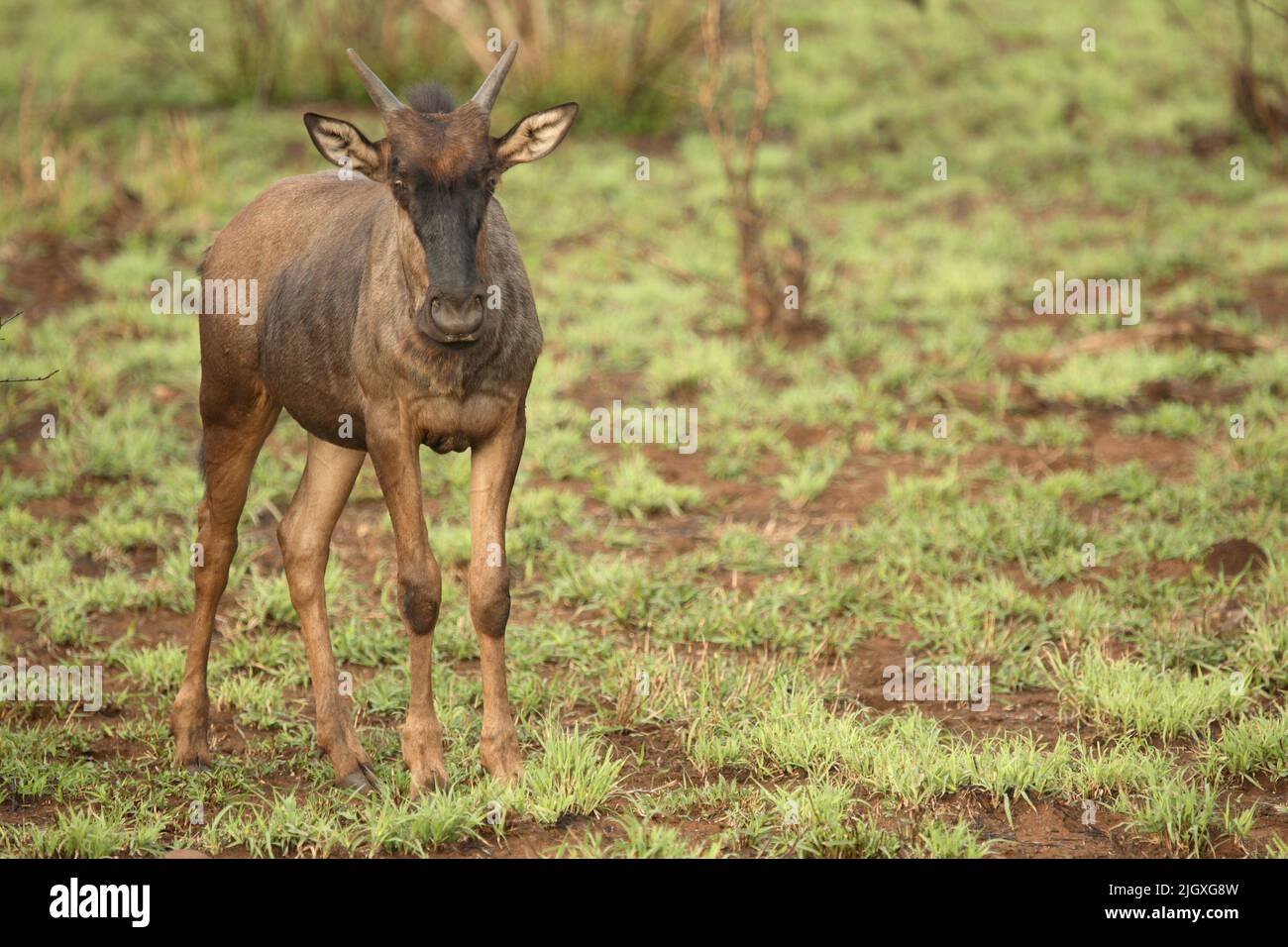 Streifengnu / Blue Wildebeest / Connochaetes taurinus Stock Photo - Alamy