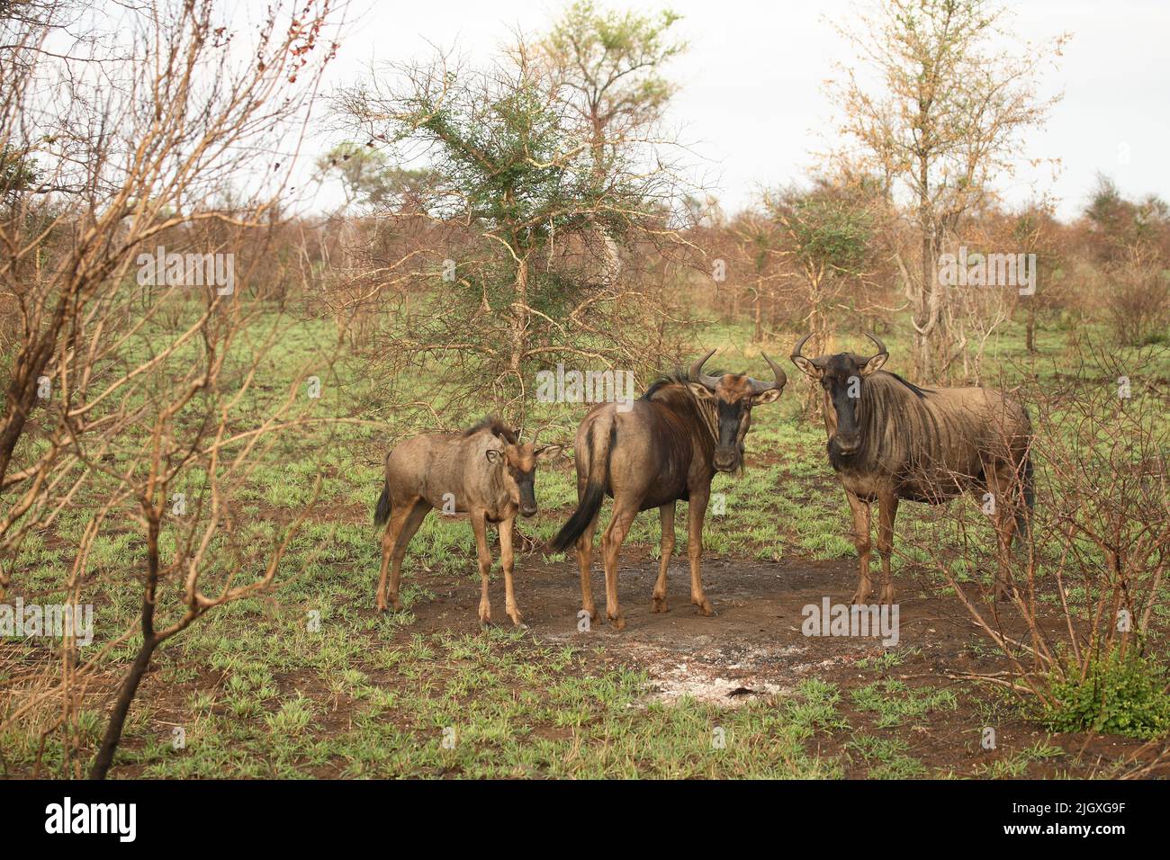 Streifengnu / Blue Wildebeest / Connochaetes taurinus Stock Photo - Alamy