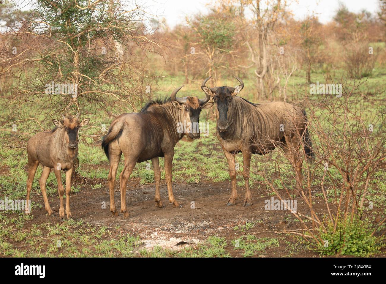 Streifengnu / Blue Wildebeest / Connochaetes taurinus Stock Photo - Alamy