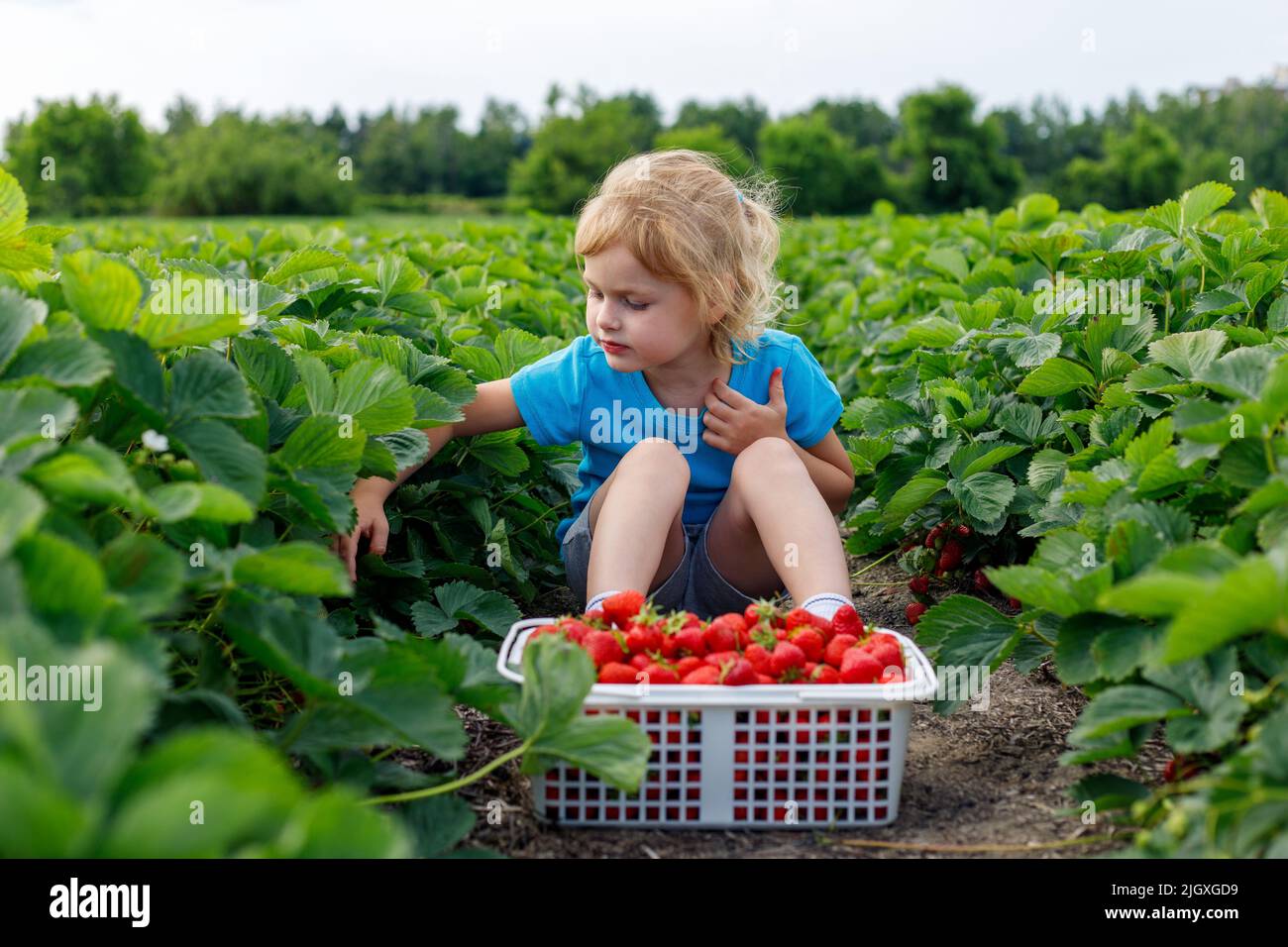 Little child picking strawberries on the field at a strawberry farm ...