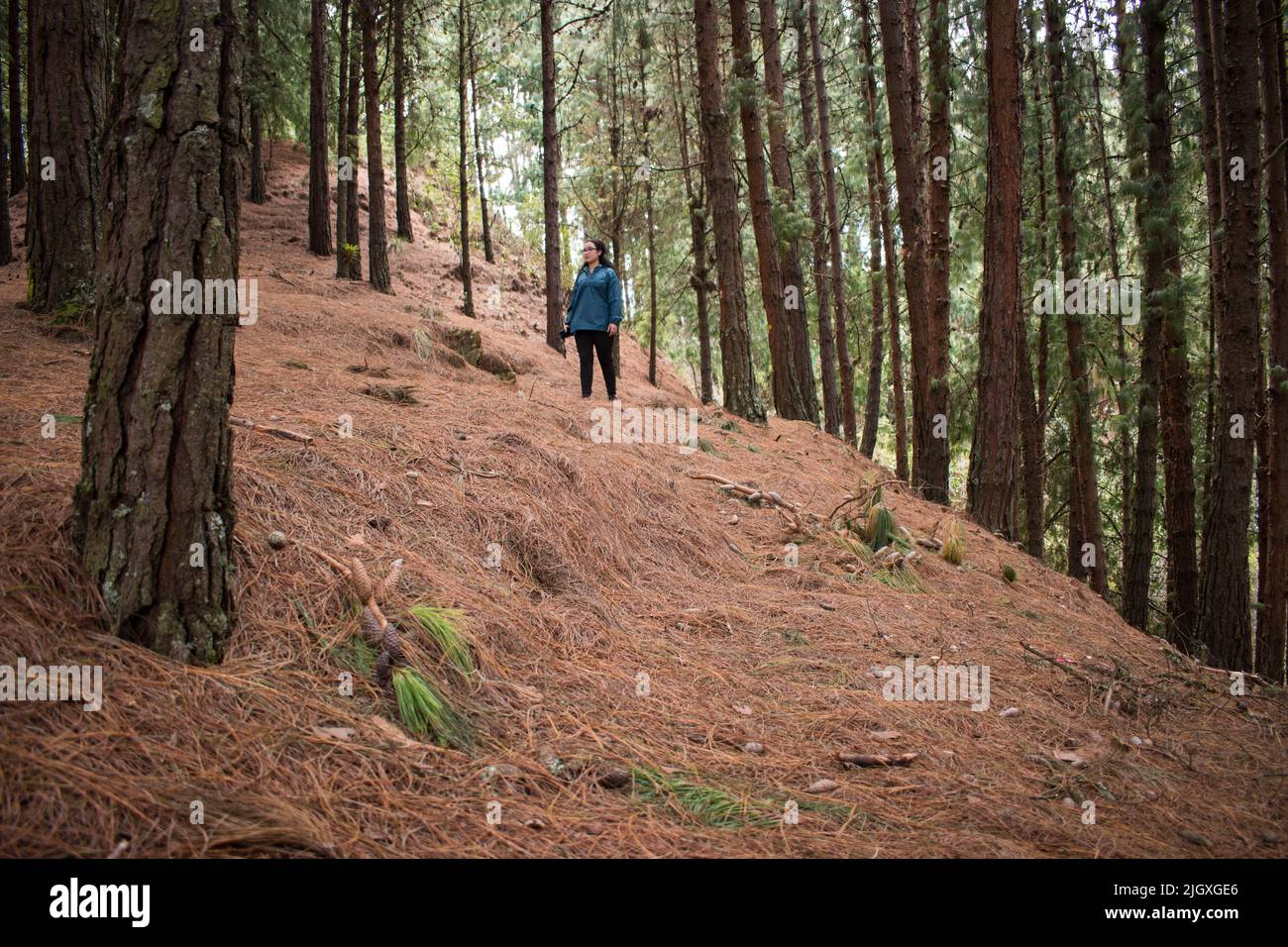 Woman walking on Bogota mountain path through a forest Stock Photo - Alamy