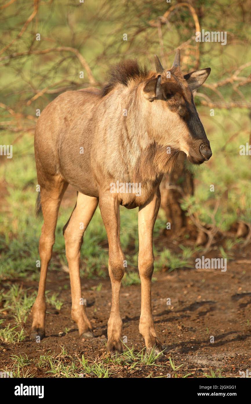Streifengnu / Blue Wildebeest / Connochaetes taurinus Stock Photo - Alamy