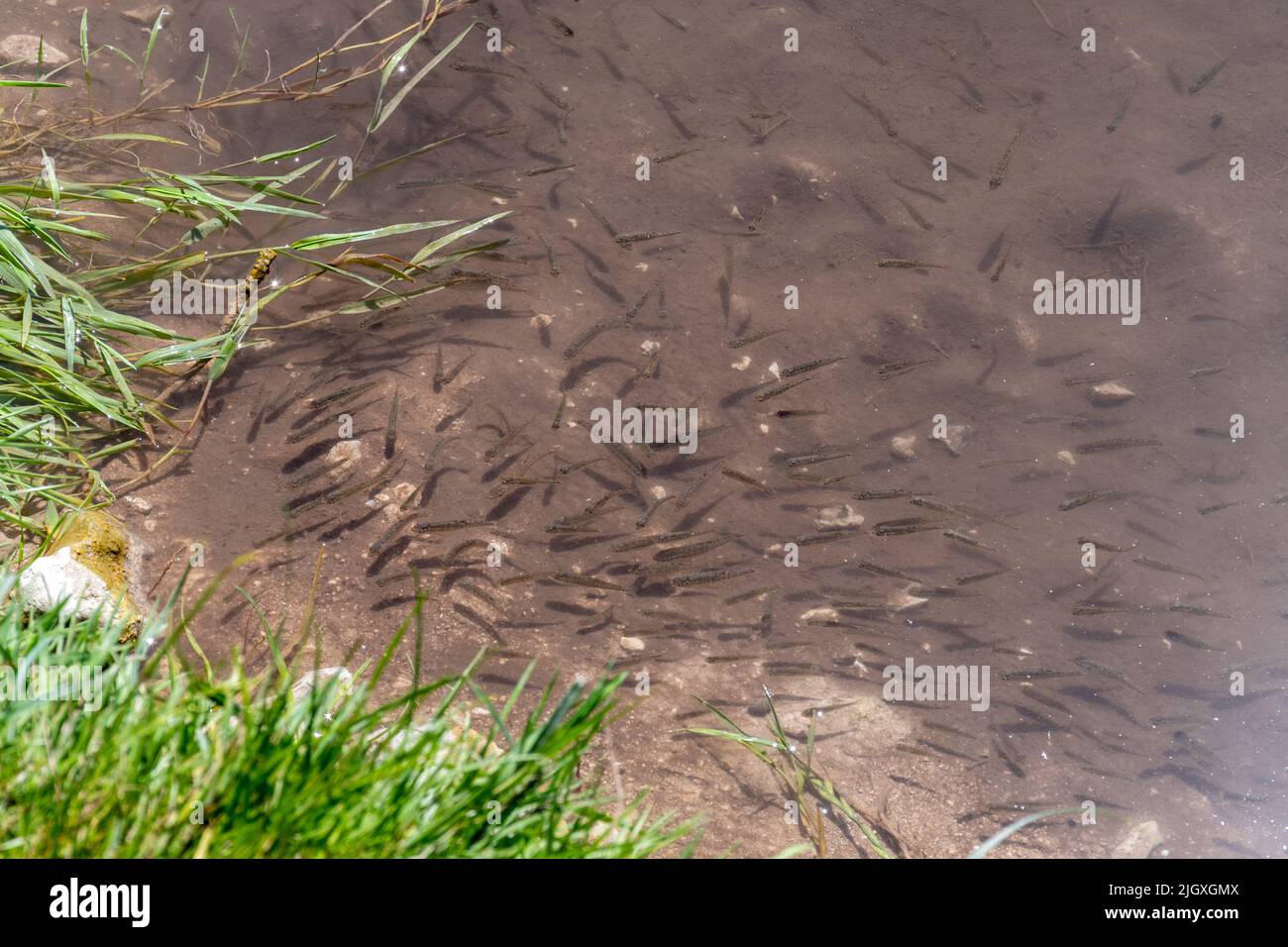 Minnows uk river hi-res stock photography and images - Alamy