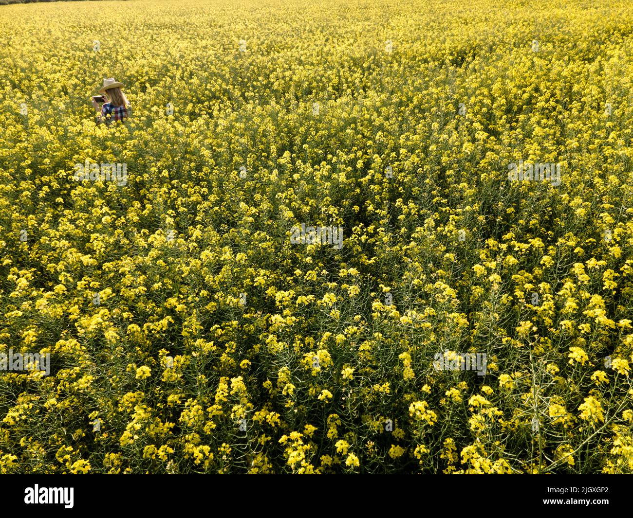 Rapeseed oil farm hi-res stock photography and images - Alamy
