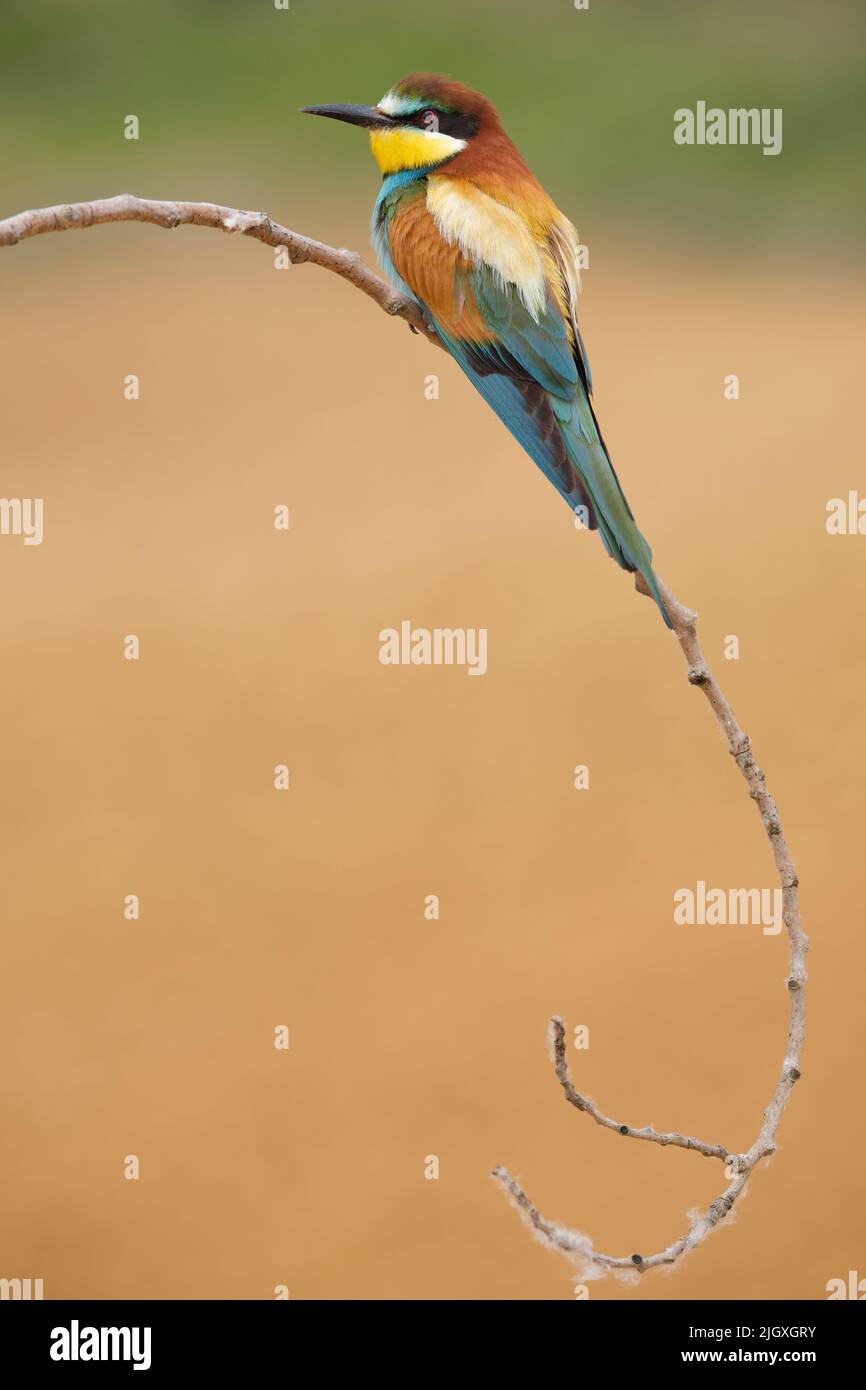 European bee eater on bent branch Stock Photo - Alamy