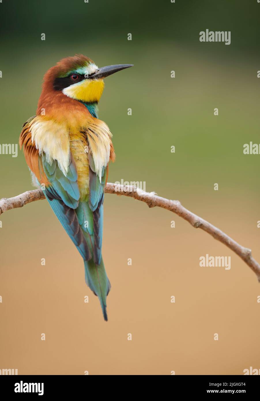 Colorful merops apiaster bird sitting on thin branch Stock Photo - Alamy