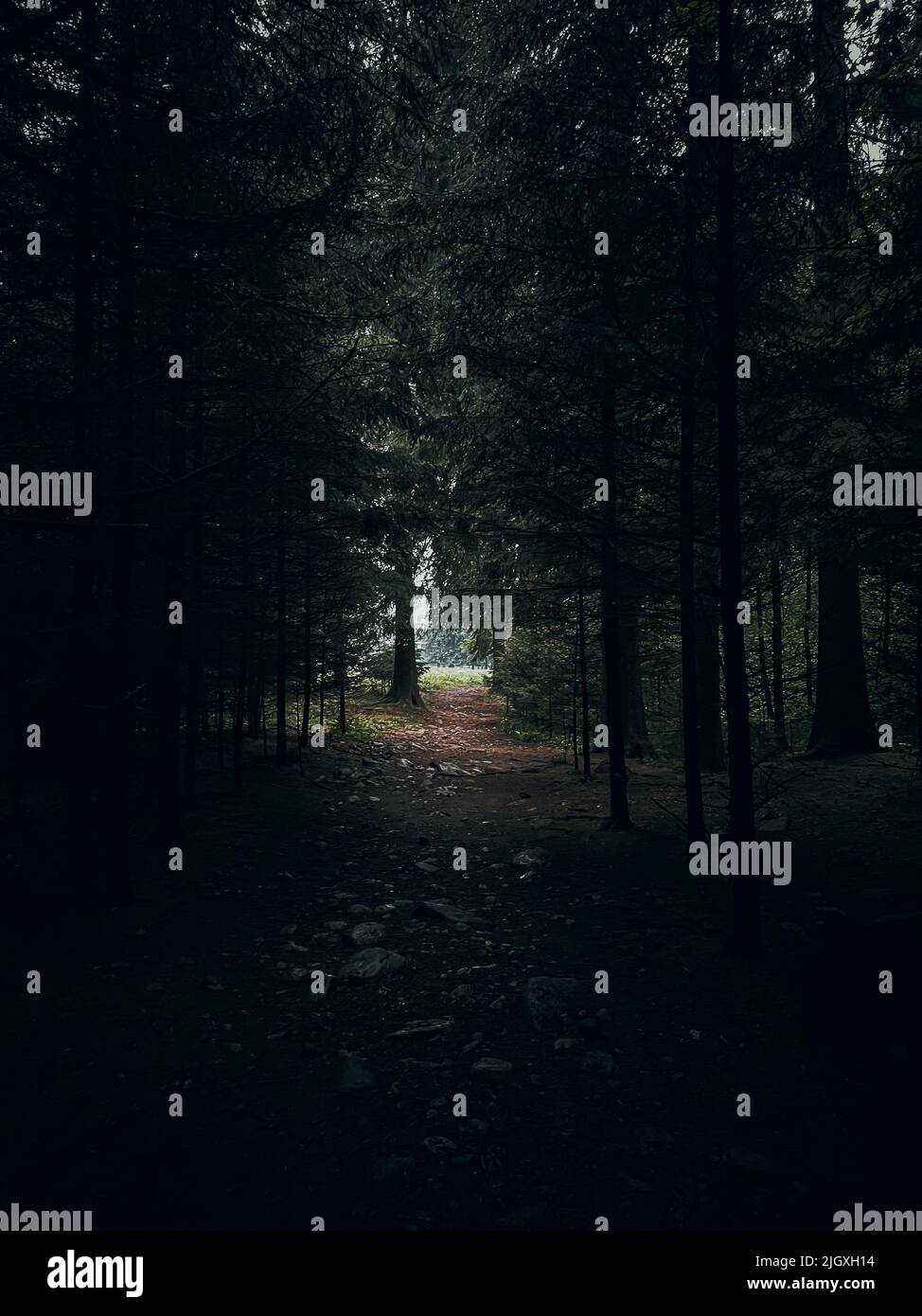 Dark forest with rocky path with light in the end Stock Photo - Alamy