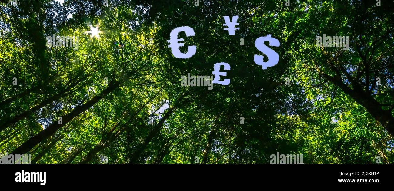 The Canopy of this Forest has Holes in the Shape of Different Currency ...