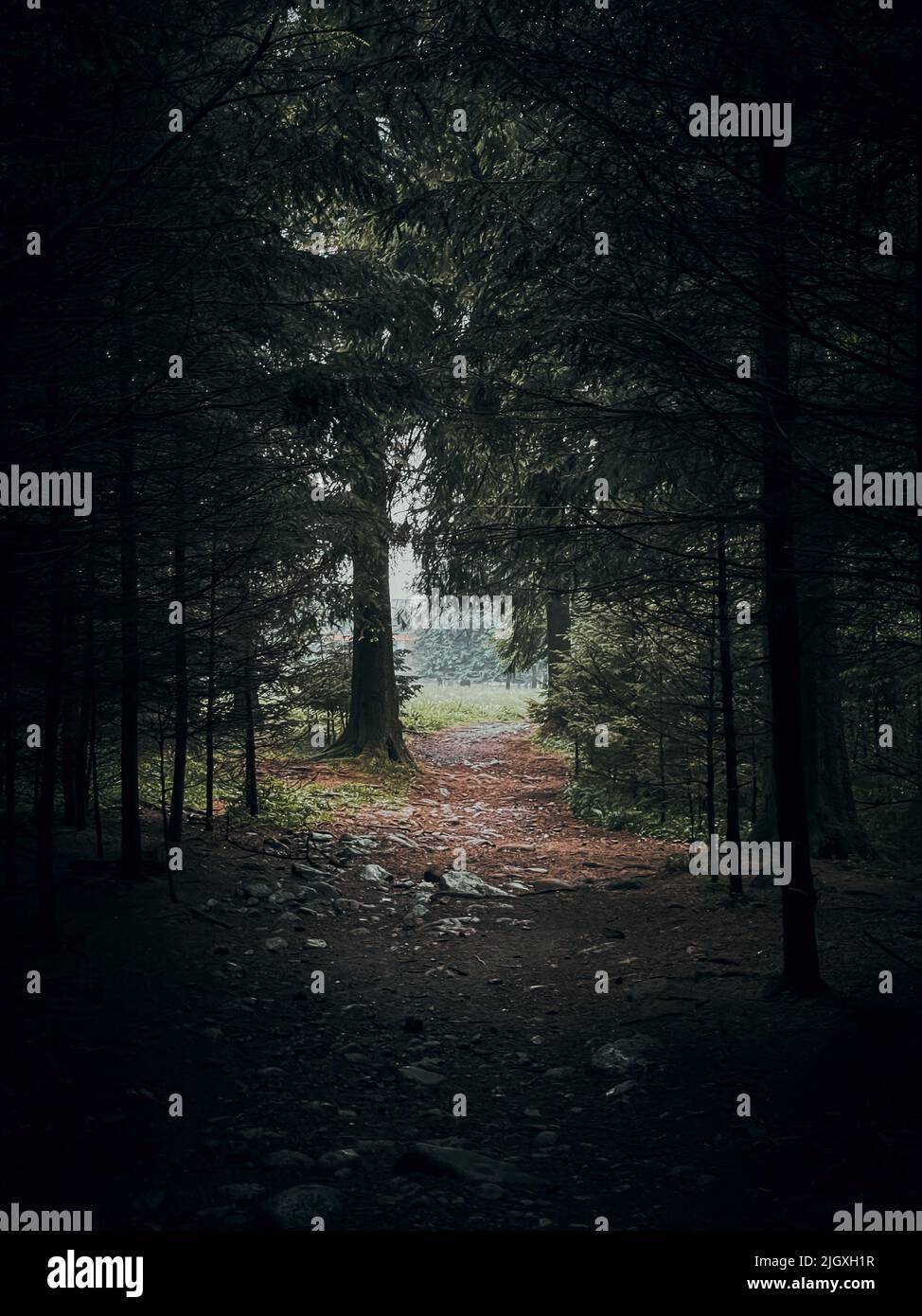 Dark forest with rocky path with light in the end Stock Photo - Alamy