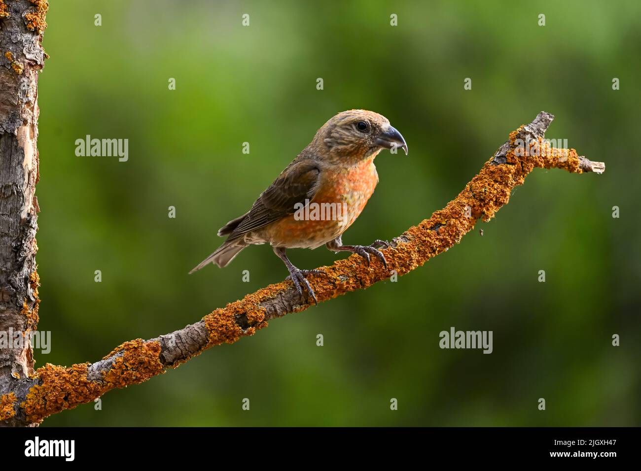 Crossbill or Loxia curvirostra, passerine bird of the finches family ...