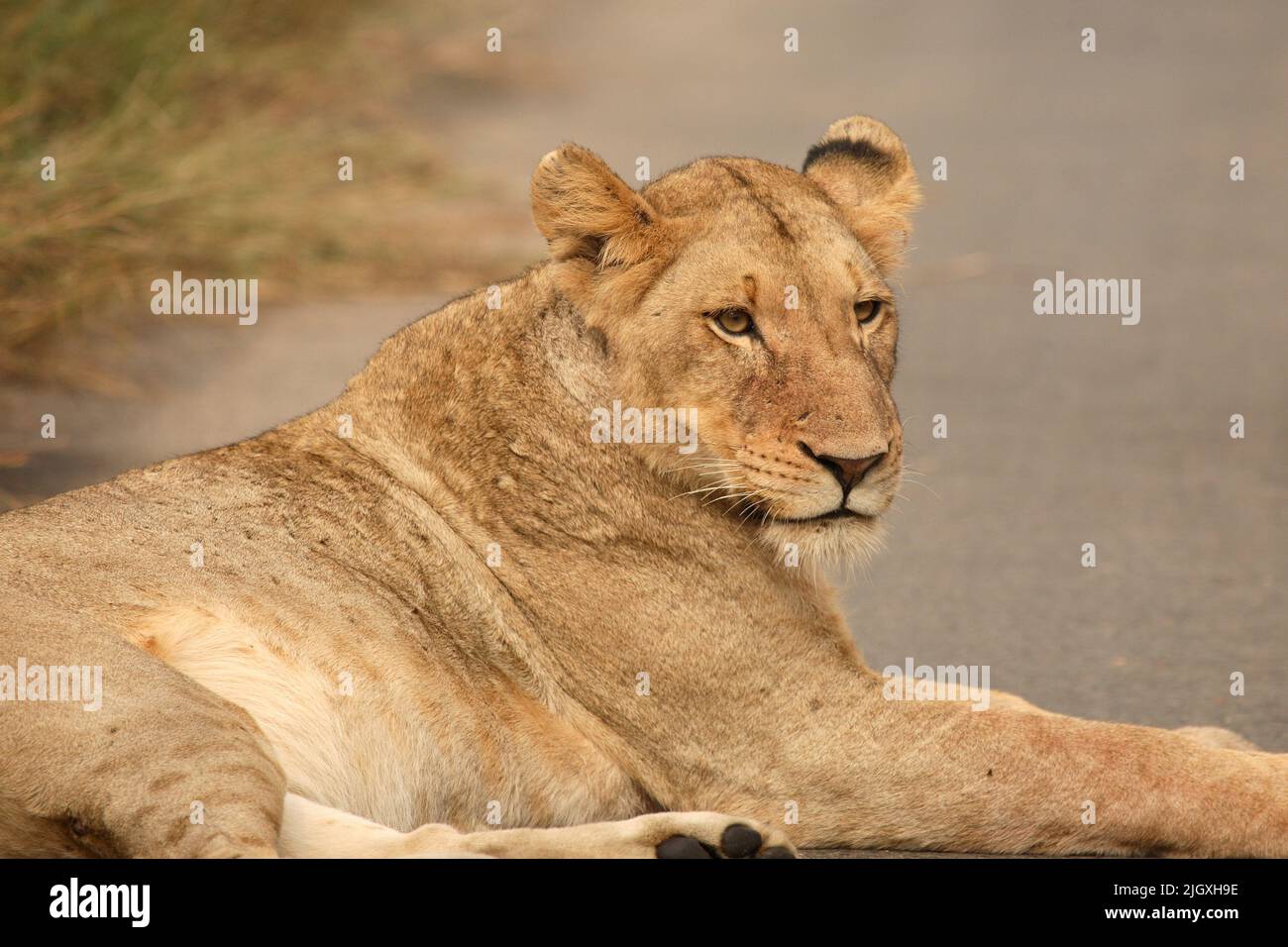 Afrikanischer Löwe / African Lion / Panthera Leo Stock Photo - Alamy