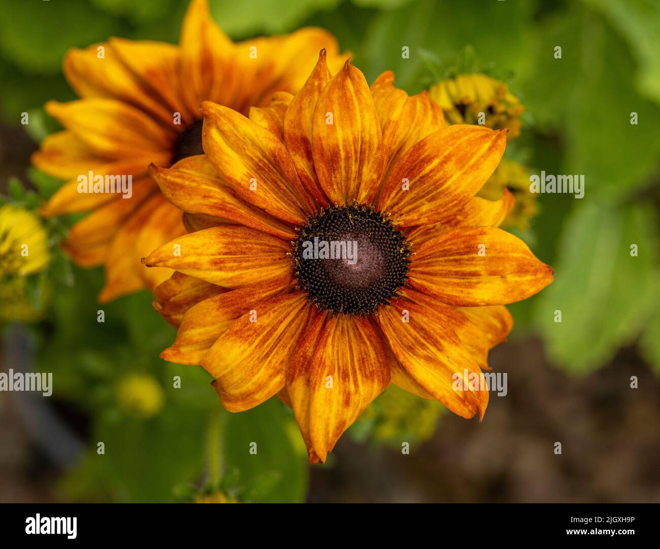 Rudbeckia Butterscotch Biscuit flowers growing in a UK garden Stock ...