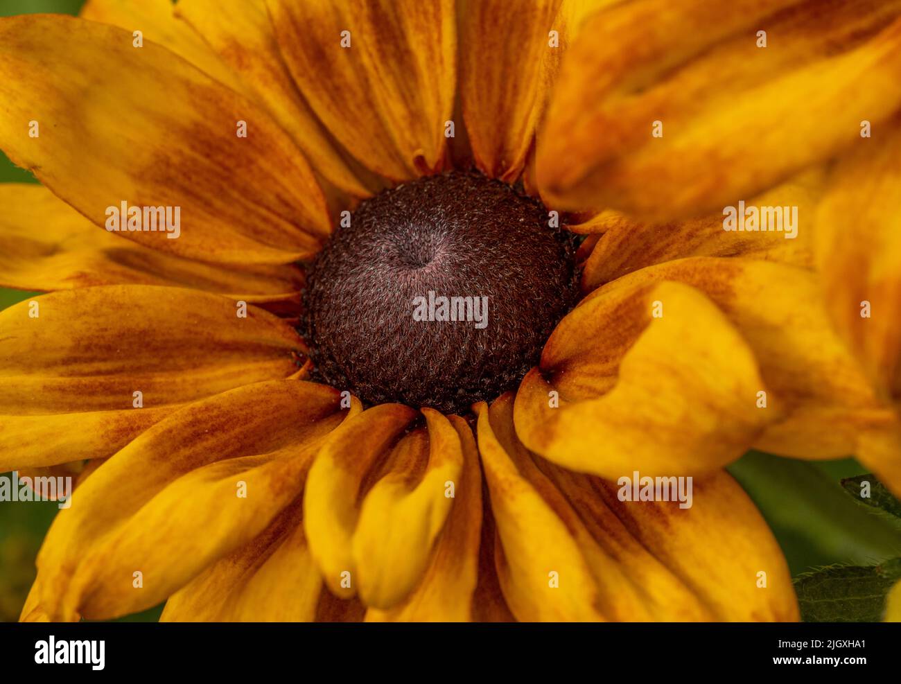 Closeup of Rudbeckia Butterscotch Biscuit flower growing in a UK garden ...