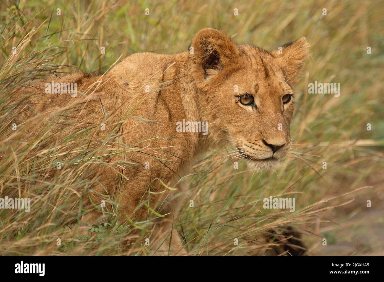 Afrikanischer Löwe / African Lion / Panthera Leo Stock Photo - Alamy