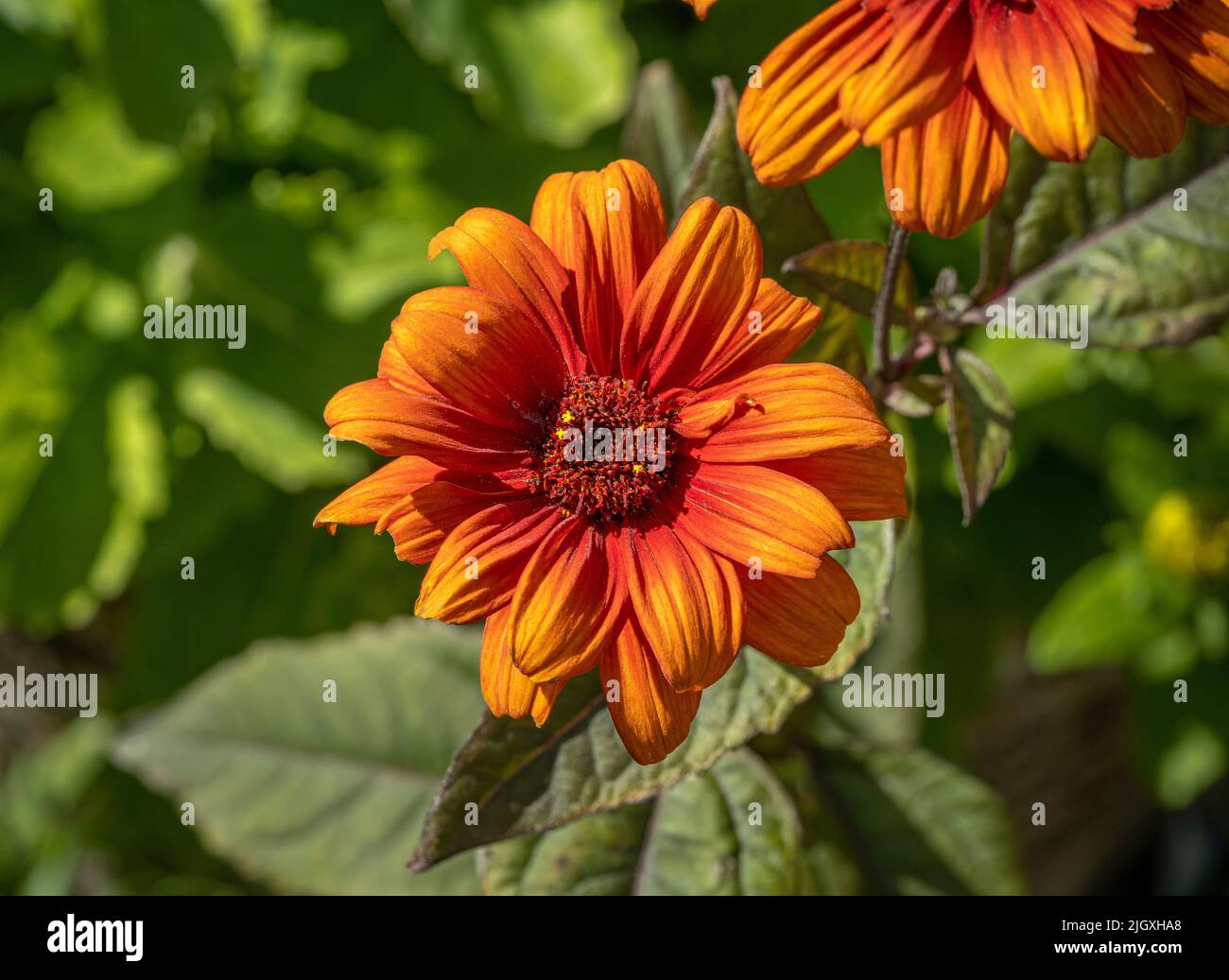 Heliopsis helianthoides red shades hi-res stock photography and images ...