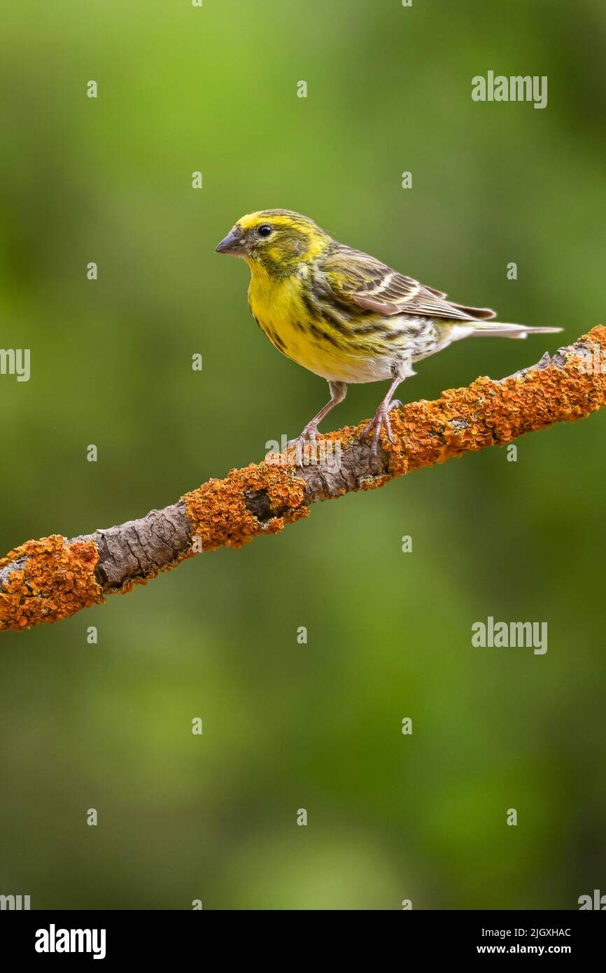 Serinus serinus - The verdigris or serin is a species of passerine bird ...