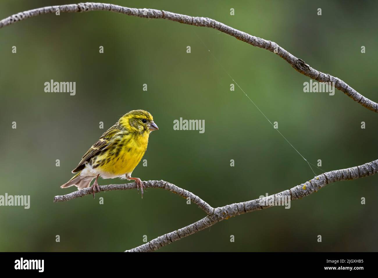 Serinus serinus - The verdigris or serin is a species of passerine bird ...