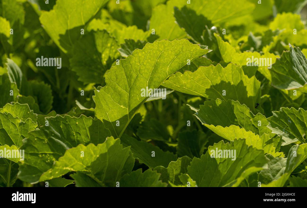 Daubenton perennial kale hi-res stock photography and images - Alamy