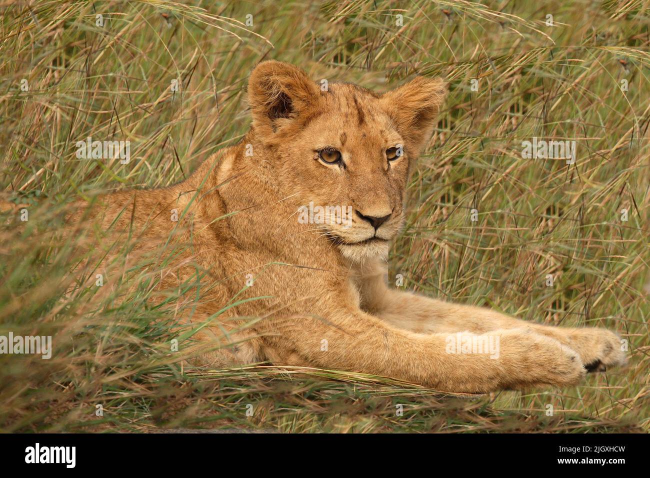 Afrikanischer Löwe / African Lion / Panthera Leo Stock Photo - Alamy