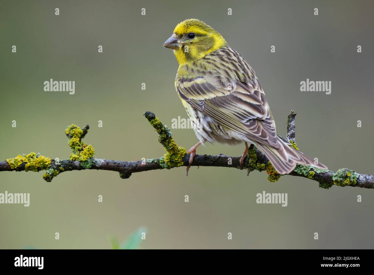 European serin bird on tree branch Stock Photo - Alamy