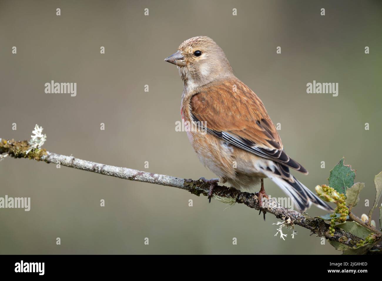 Common linnet sitting on branch Stock Photo - Alamy