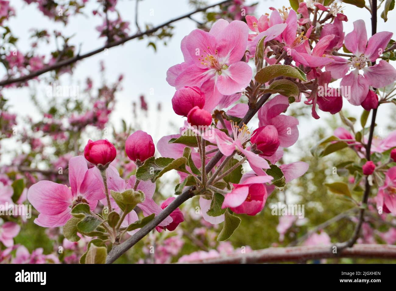 Spring border or background art with pink blossom trees of apricot ...