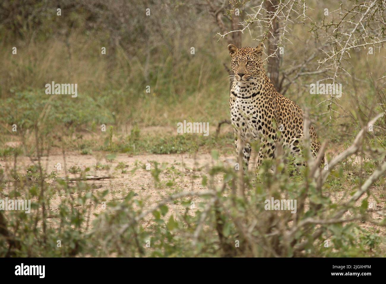 Leopard / Leopard / Panthera pardus Stock Photo - Alamy