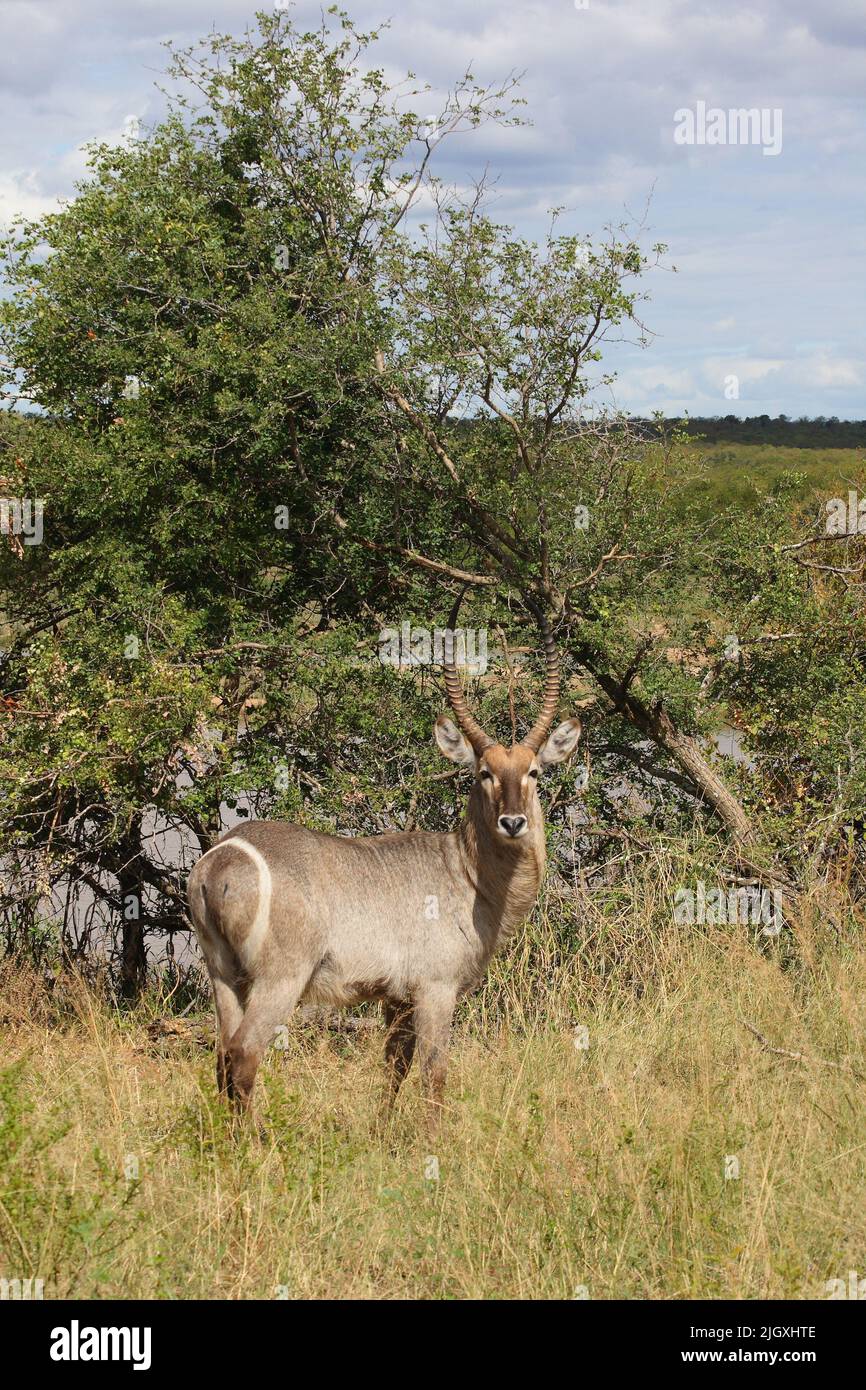 Wasserbock / Waterbuck / Kobus ellipsiprymnus Stock Photo - Alamy