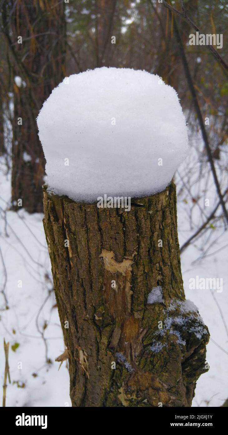 The stump in a winter forest with a snow cap Stock Photo - Alamy