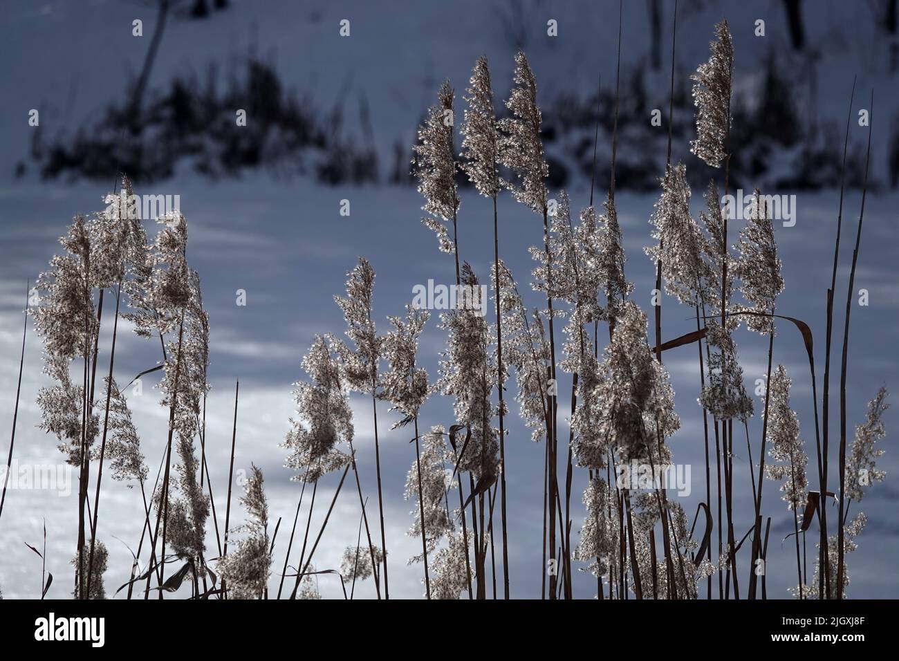 Beautiful snowy mountains reeds hi-res stock photography and images - Alamy