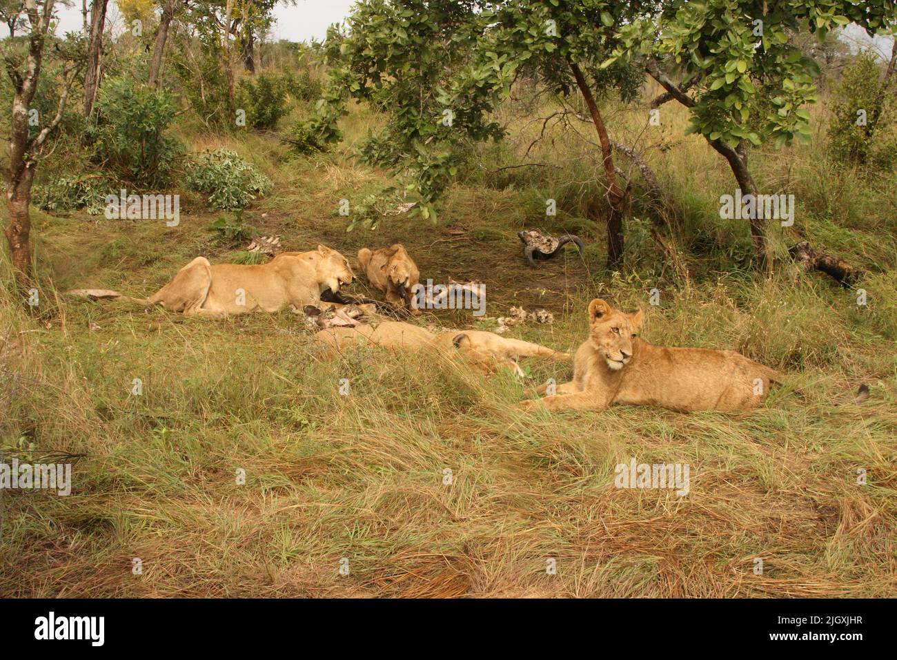 Afrikanischer Löwe / African Lion / Panthera Leo Stock Photo - Alamy