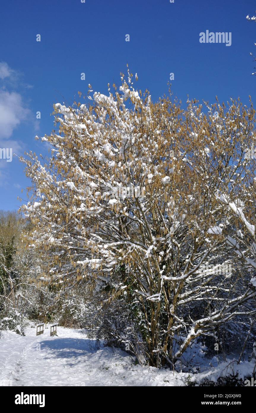 Tree under the snow in Brittany Stock Photo - Alamy