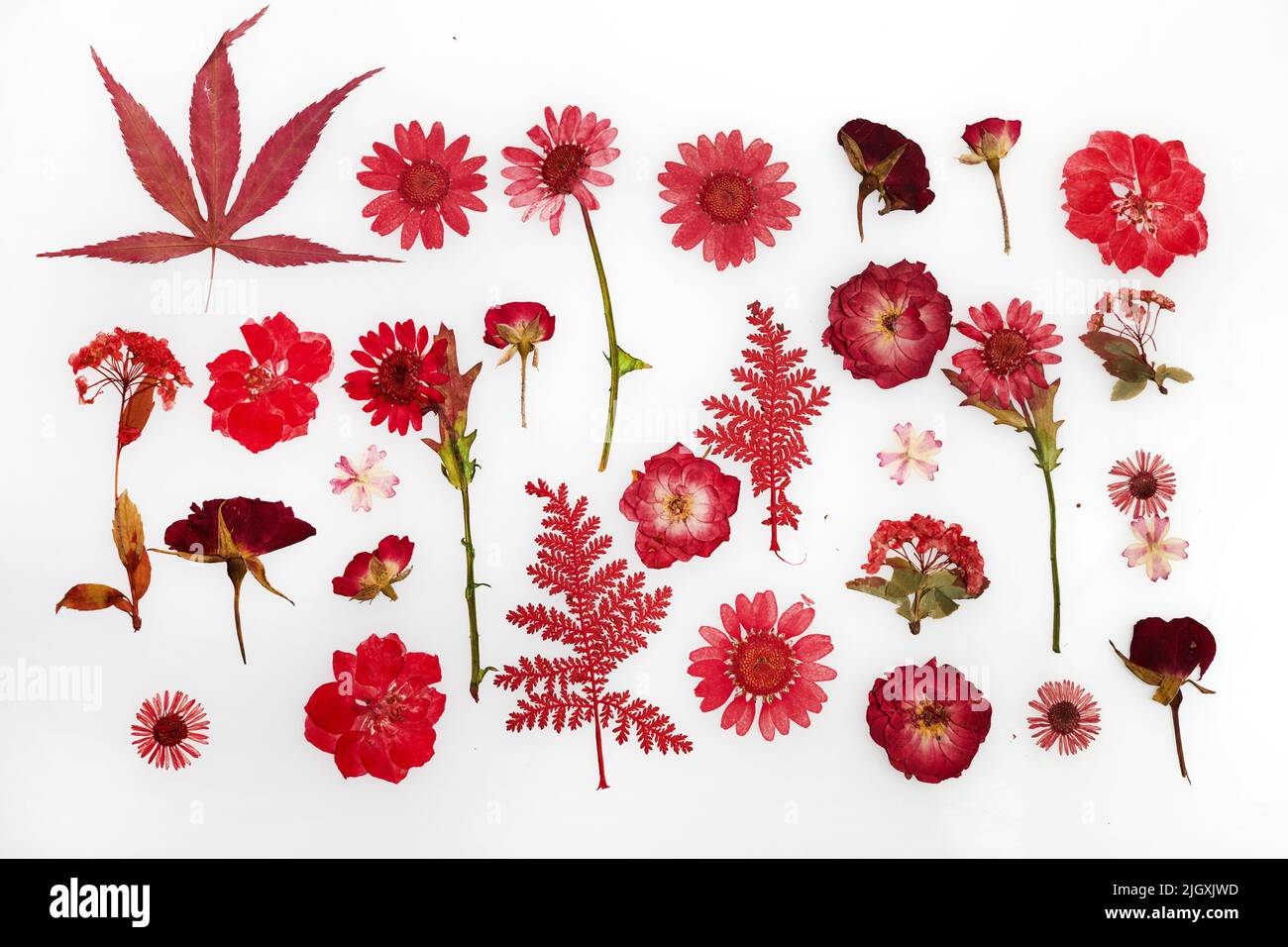 Red pressed dried flower pattern isolated on white background Stock ...
