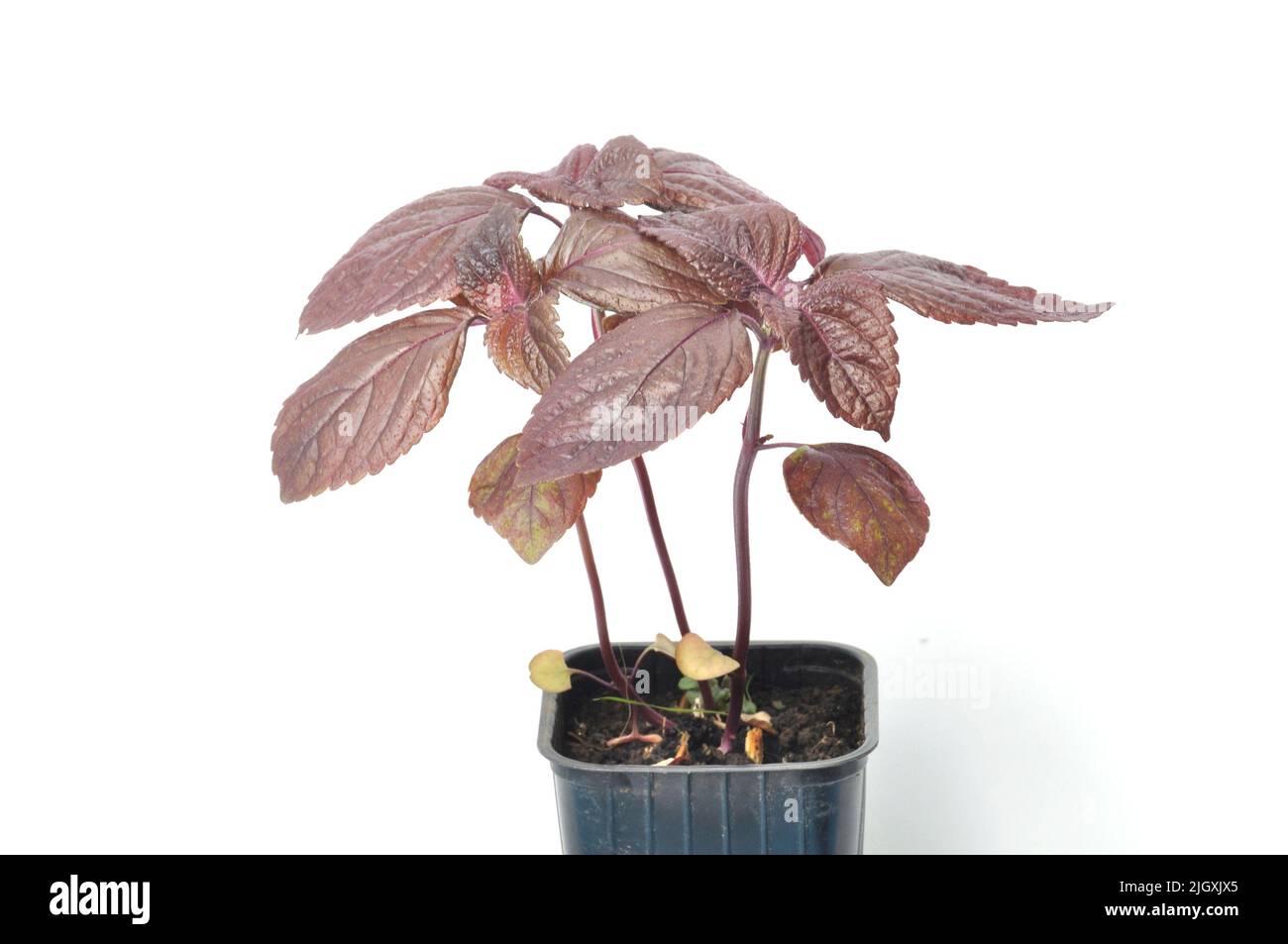 Perilla shiso on a white background Stock Photo - Alamy