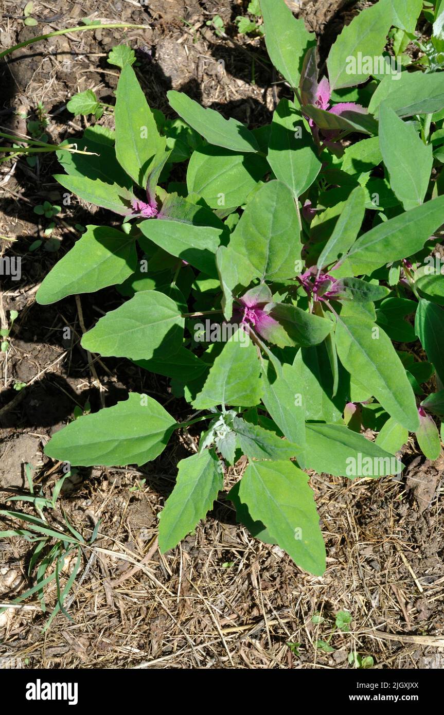 Chenopod in a garden in France Stock Photo - Alamy