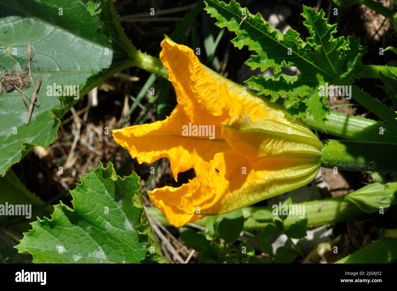 zucchini flower in a garden Stock Photo - Alamy