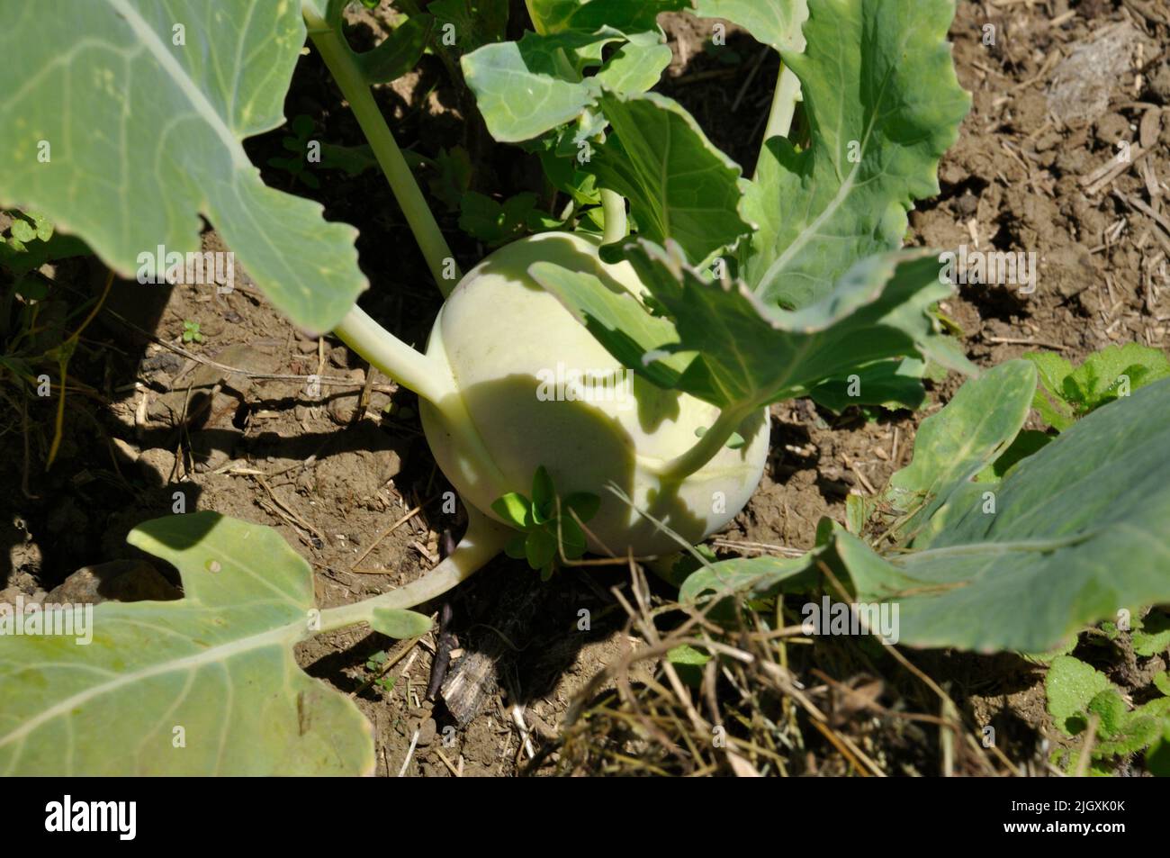 Kohlrabi in a garden Stock Photo - Alamy