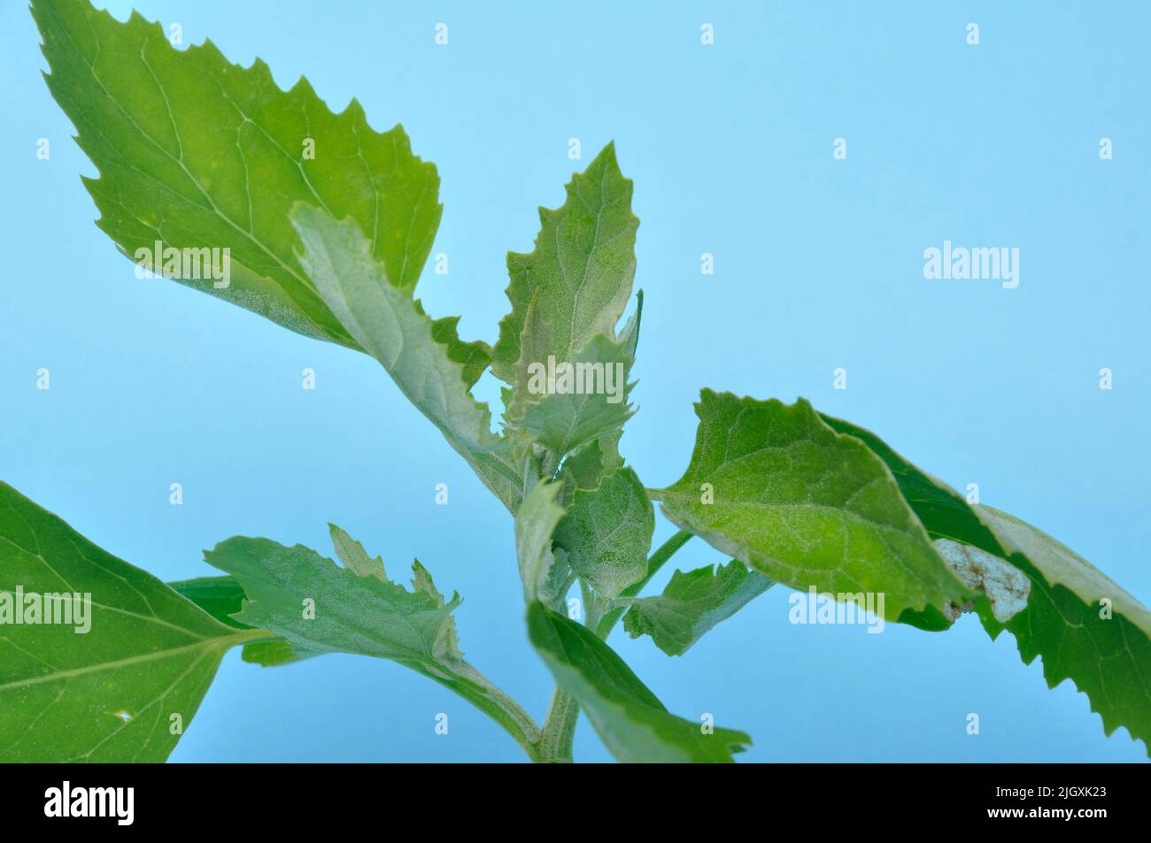 Atriplex hortensis, Chenopod on a blue background Stock Photo - Alamy